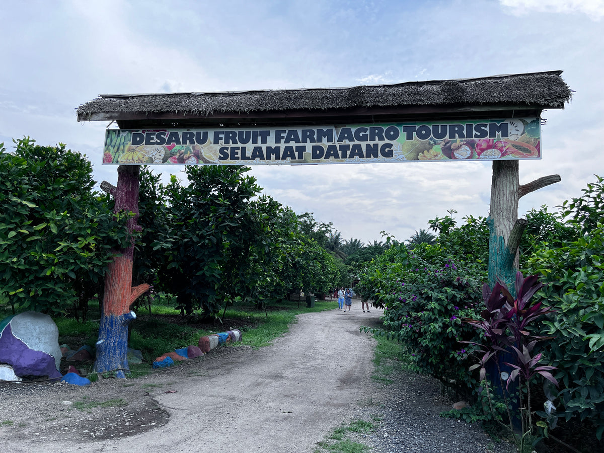 Desaru Day Tour: Fruit Farm, Desaru Beach, Kampung Sungai Rengit & Meg ...